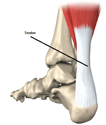 Tendinite et Ostéopathie - Cabinet d'ostéopathie Bellecour