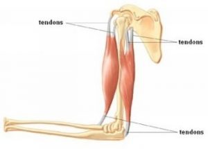 Tendinite et Ostéopathie - Cabinet d'ostéopathie Bellecour