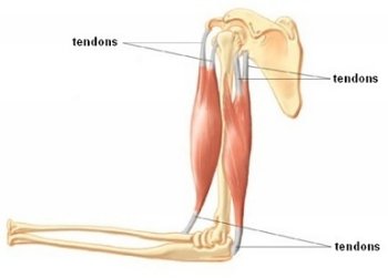 Tendinite et Ostéopathie - Cabinet d'ostéopathie Bellecour